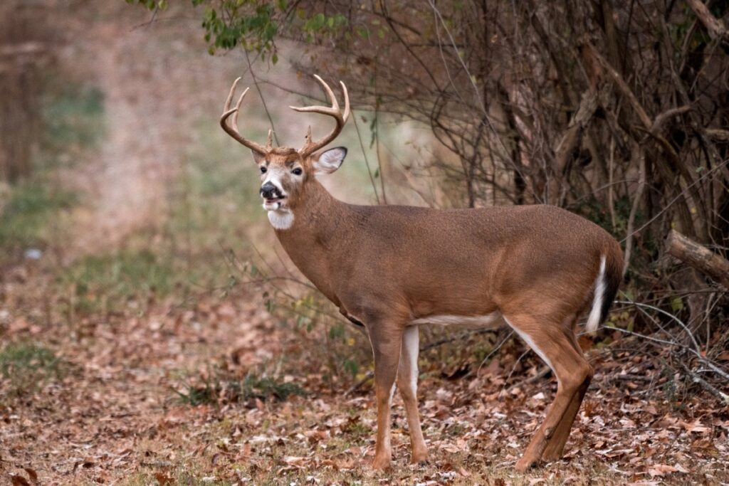 Win Big with the Big Buck Photo Contest - WVDNR