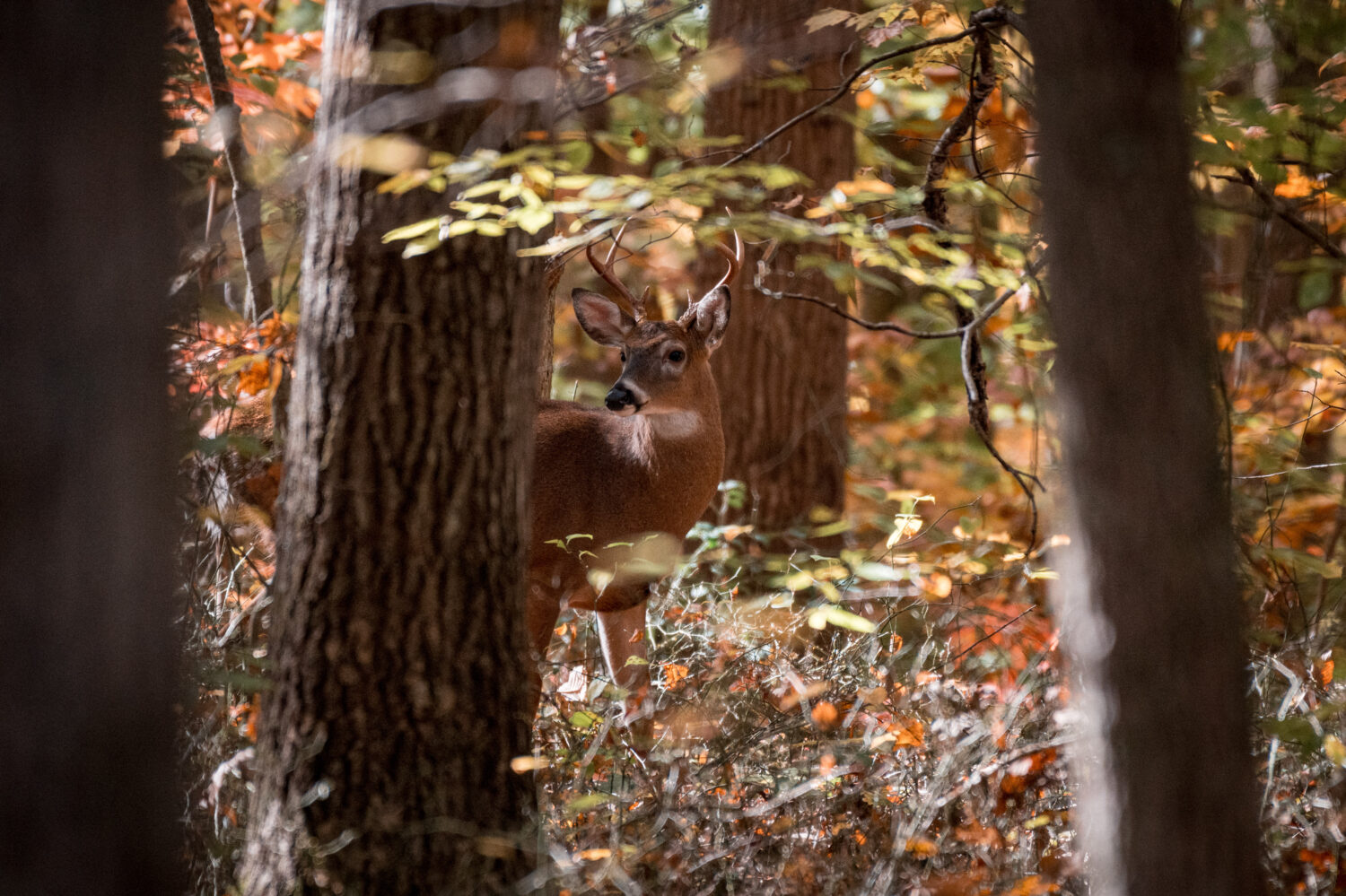 Gov. Justice announces winner of lottery hunt with Whitetail Frenzy - WVDNR