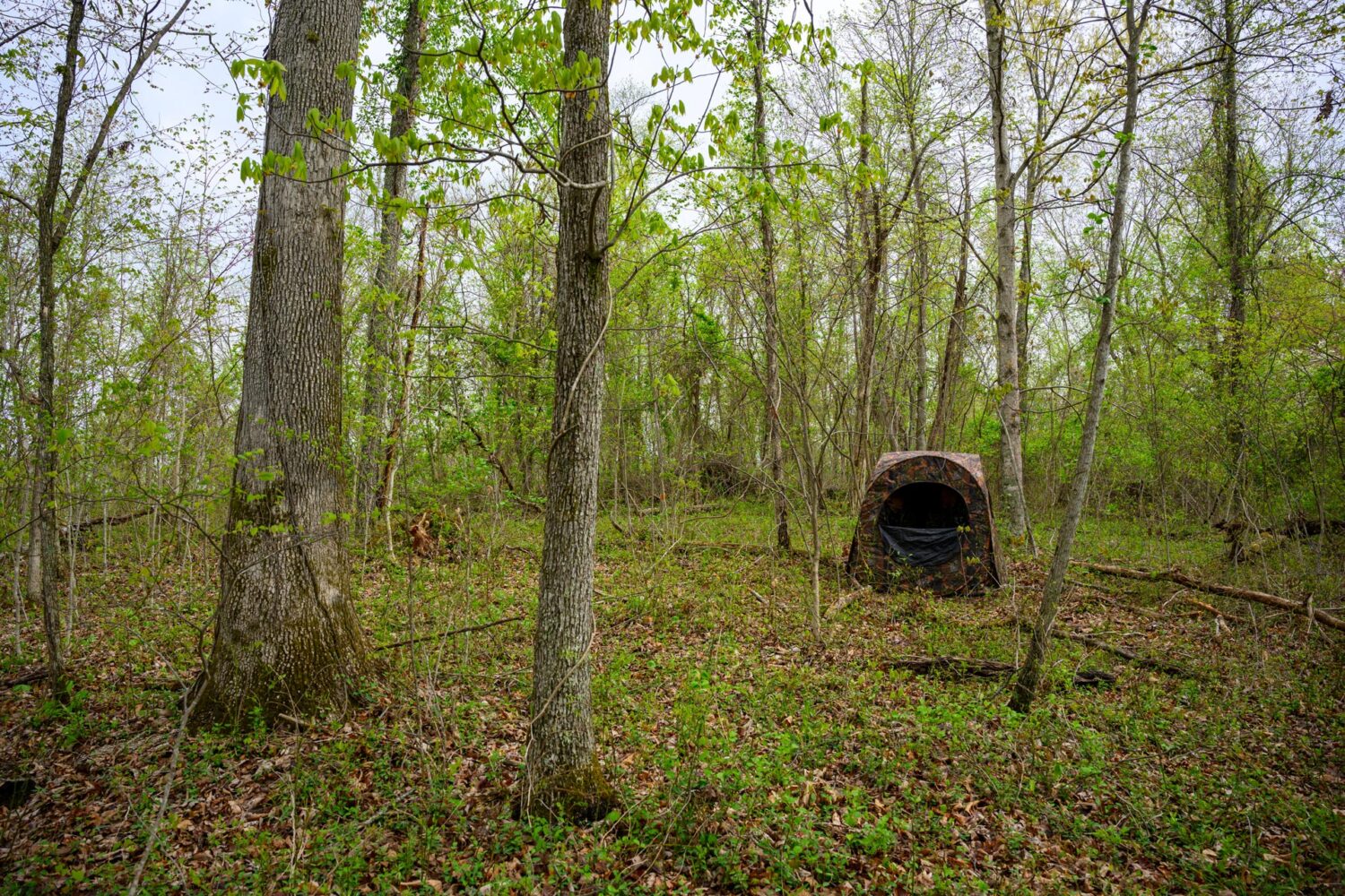 Spring gobbler season arrives April 15 in West Virginia - WVDNR