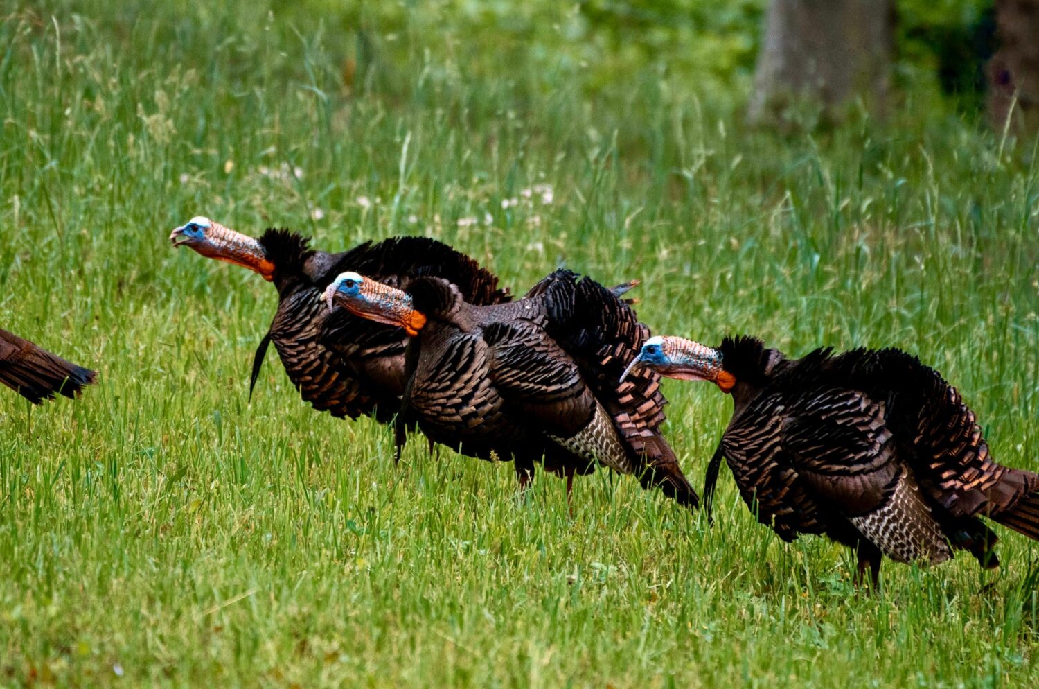 Spring gobbler season arrives April 15 in West Virginia - WVDNR
