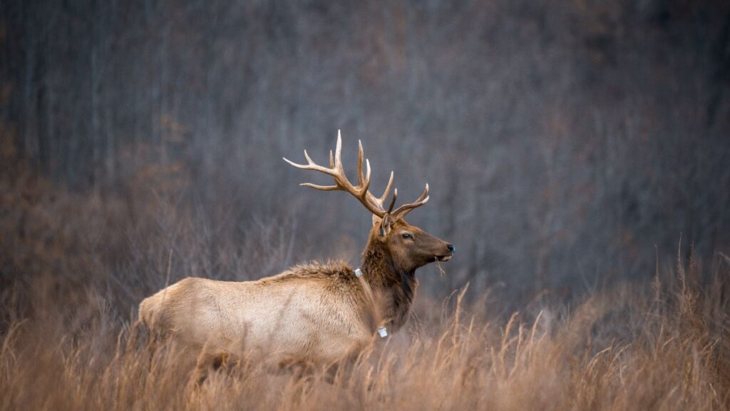 Gov. Justice announces arrival of 23 more elk to West Virginia - WVDNR