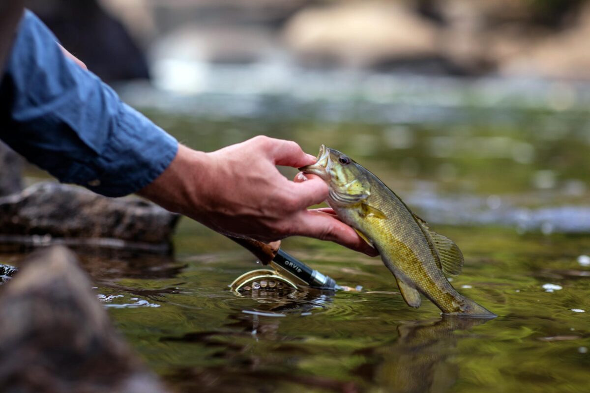 Ultimate summer fishing guide for Tygart Lake - WVDNR