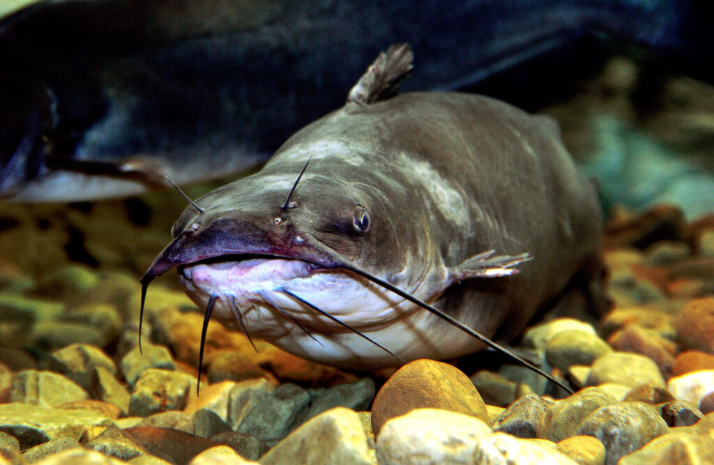 Pro tips to help you become a West Virginia Master Angler in 2024