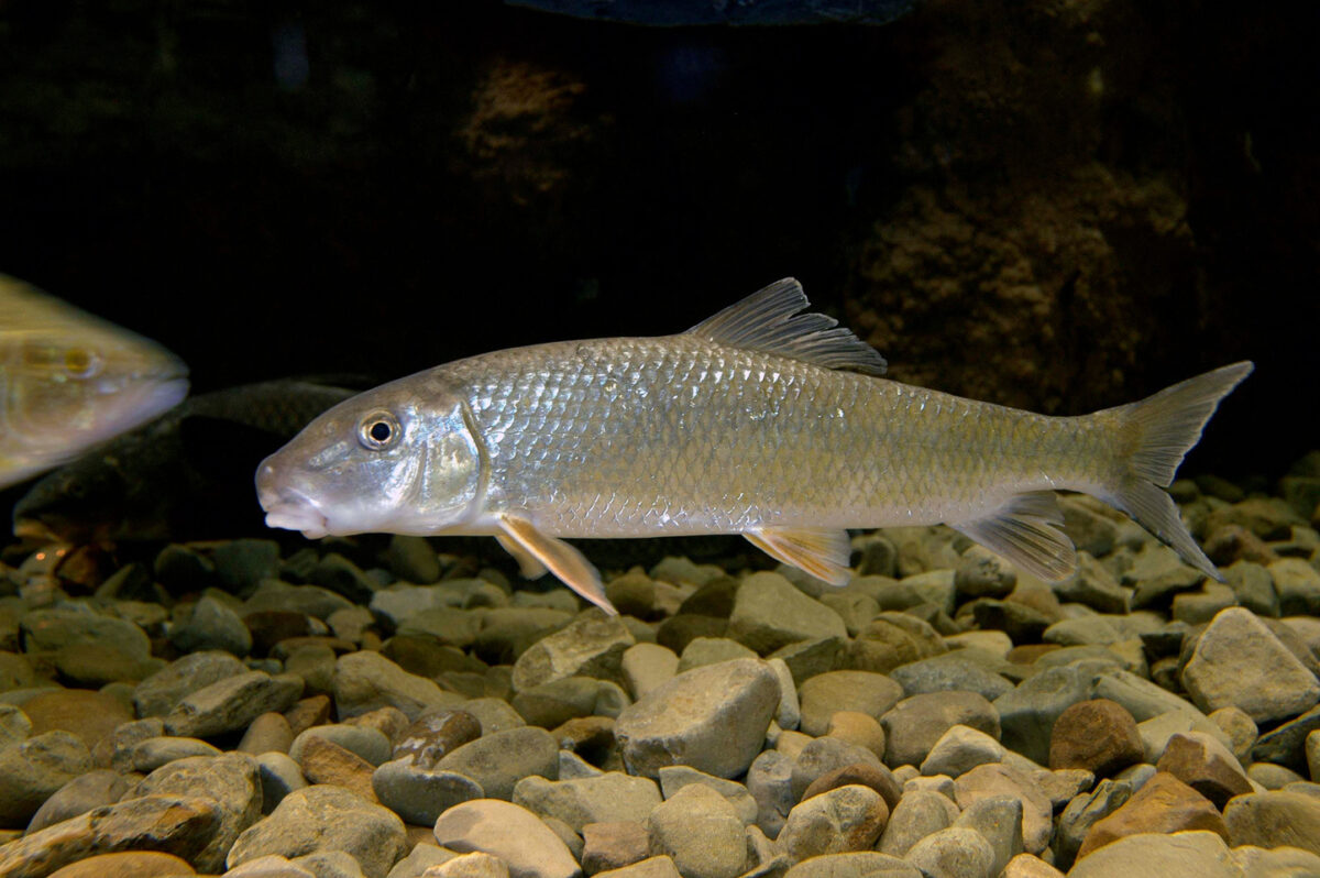 Pro tips to help you become a West Virginia Master Angler in 2024