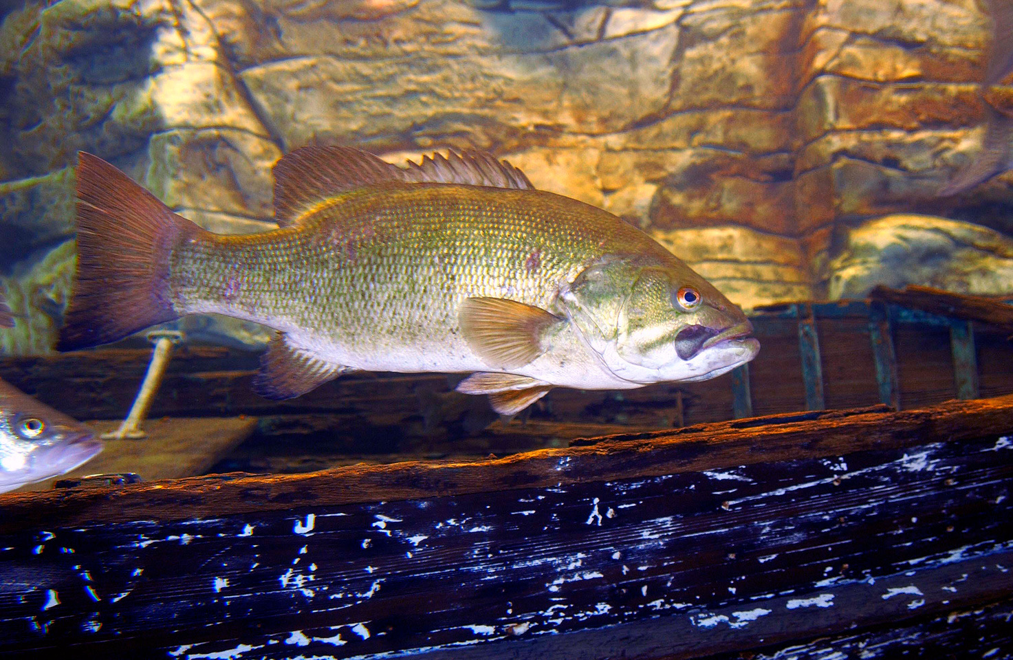 Pro tips to help you become a West Virginia Master Angler in 2024