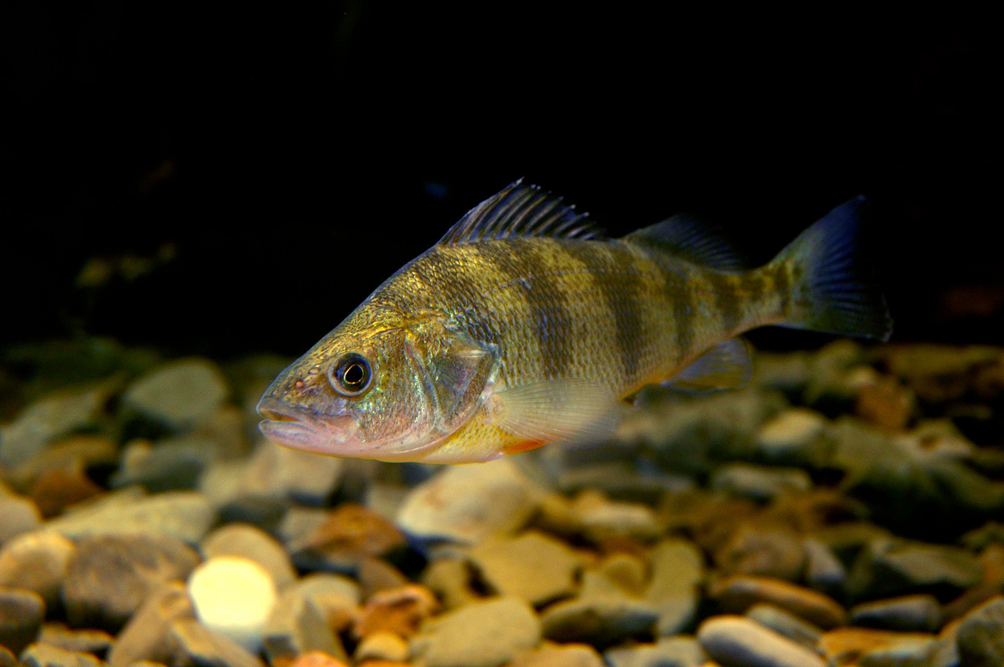 Pro tips to help you become a West Virginia Master Angler in 2024