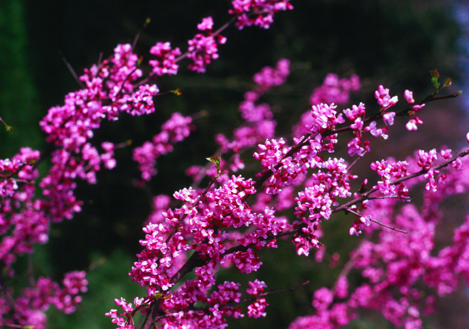 Discover the Beauty and Benefits of West Virginia's Wild Yards Program ...