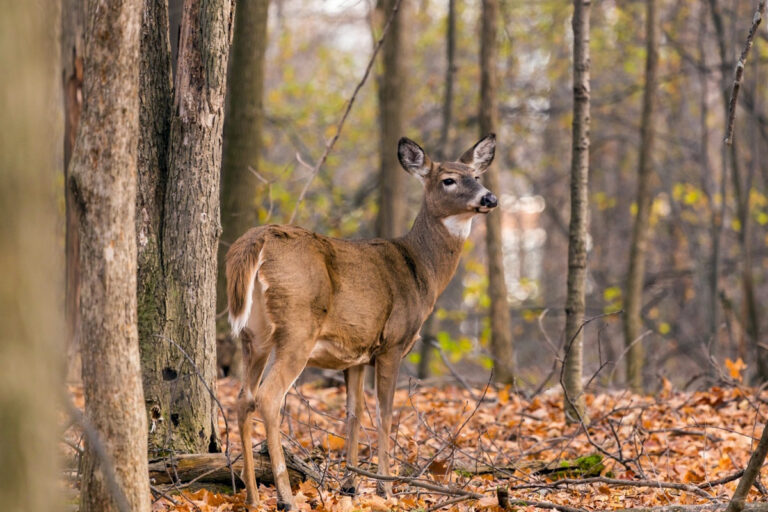 Antlerless Deer Season: A Complete Guide - WVDNR