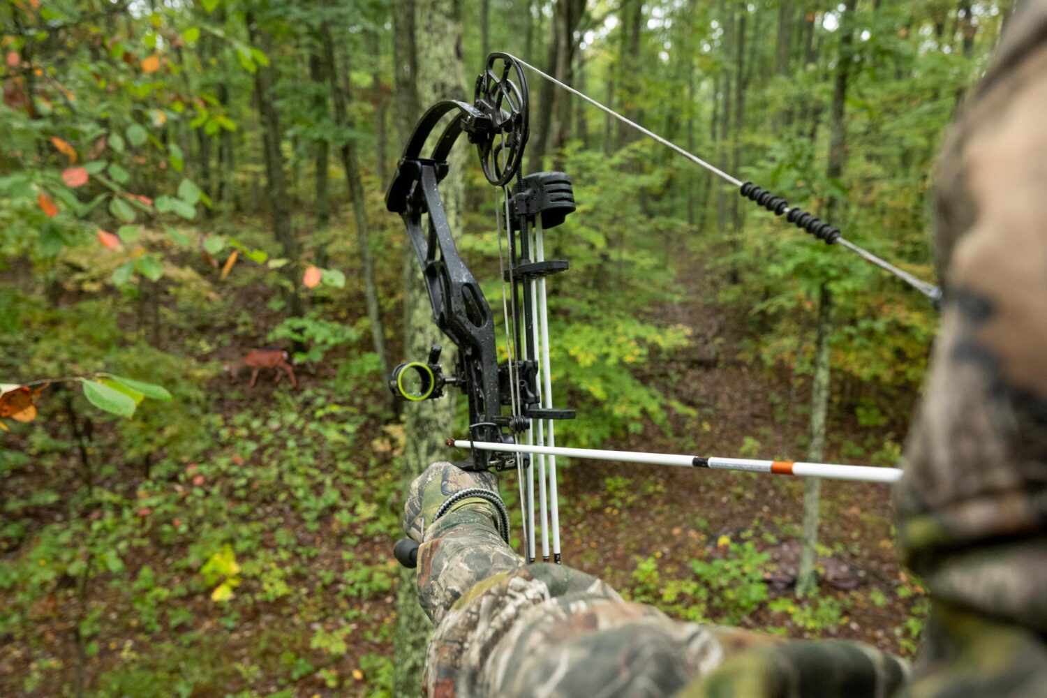 Your Guide to Archery and Crossbow Season in West Virginia
