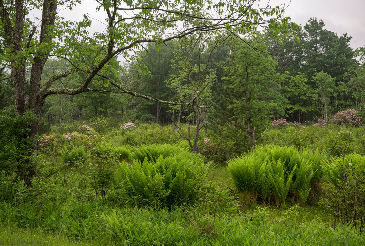 4 unique ways the WVDNR protects West Virginia’s public lands