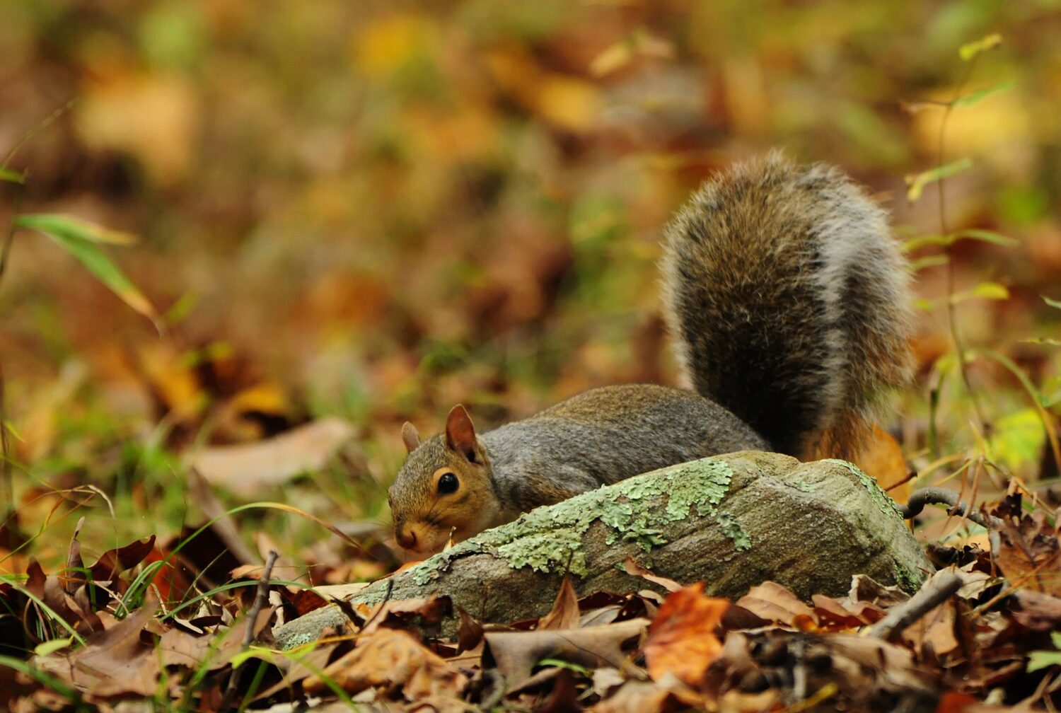 West Virginia’s squirrel season starts Sept. 14 - WVDNR