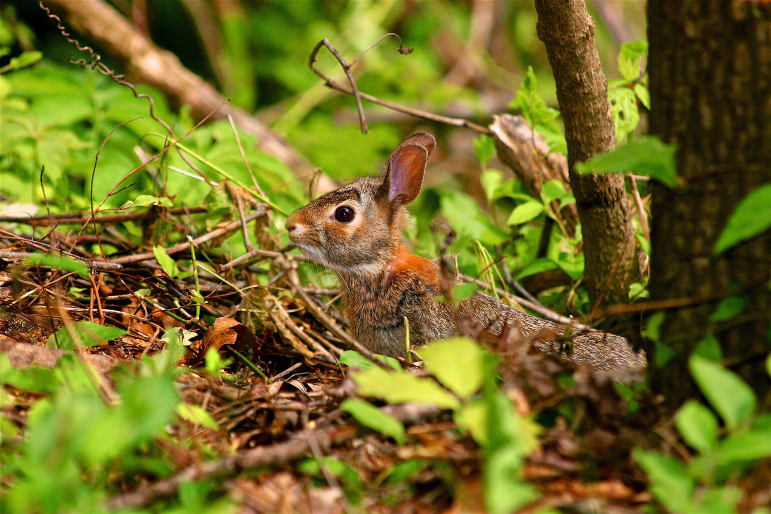 4 unique ways the WVDNR protects West Virginia’s public lands