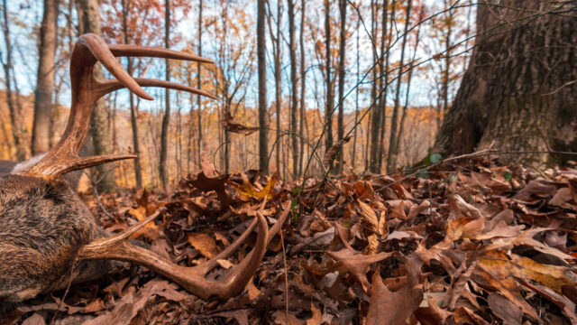 How to Electronically Check Your Big Game in West Virginia