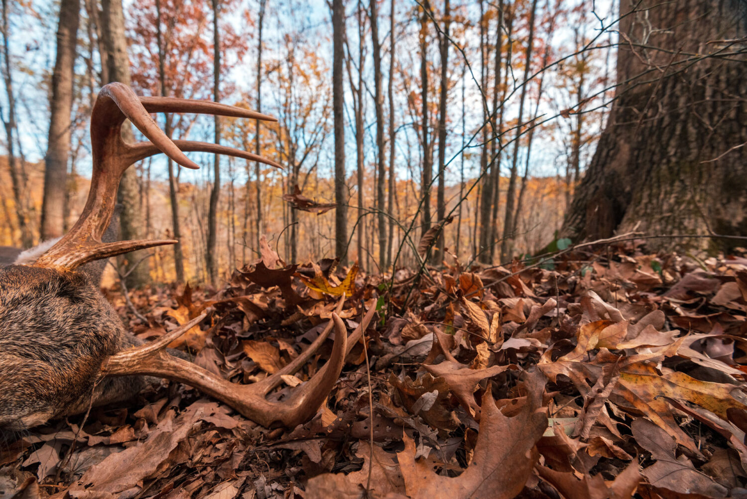 How to Electronically Check Your Big Game in West Virginia