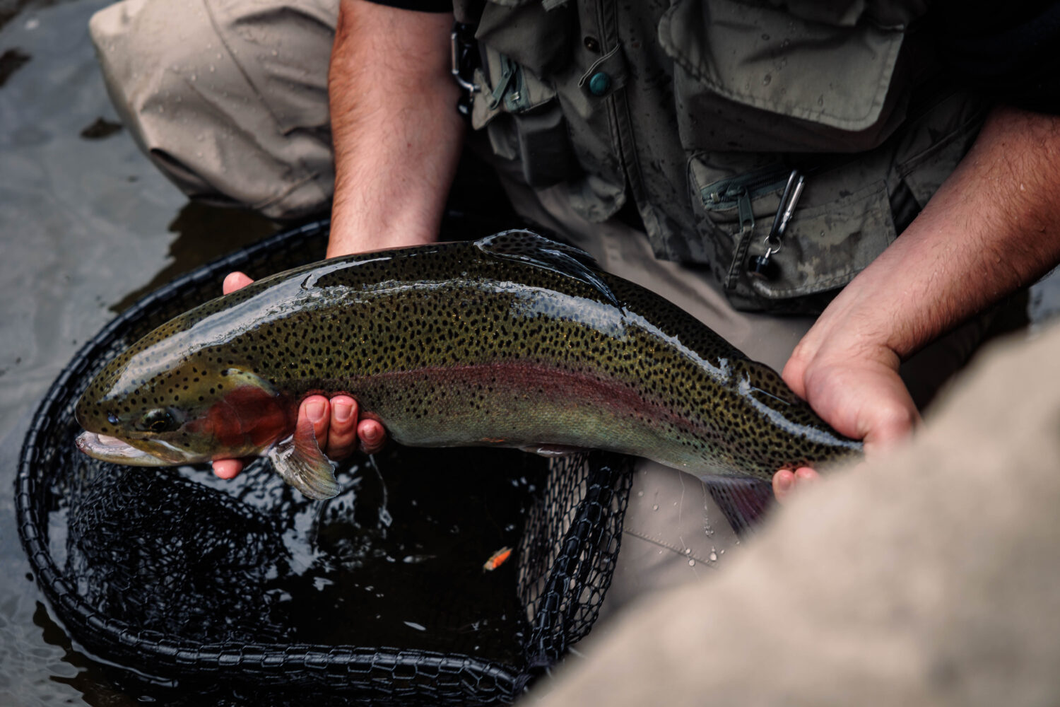 Fall Monster Trout Stockings - WVDNR