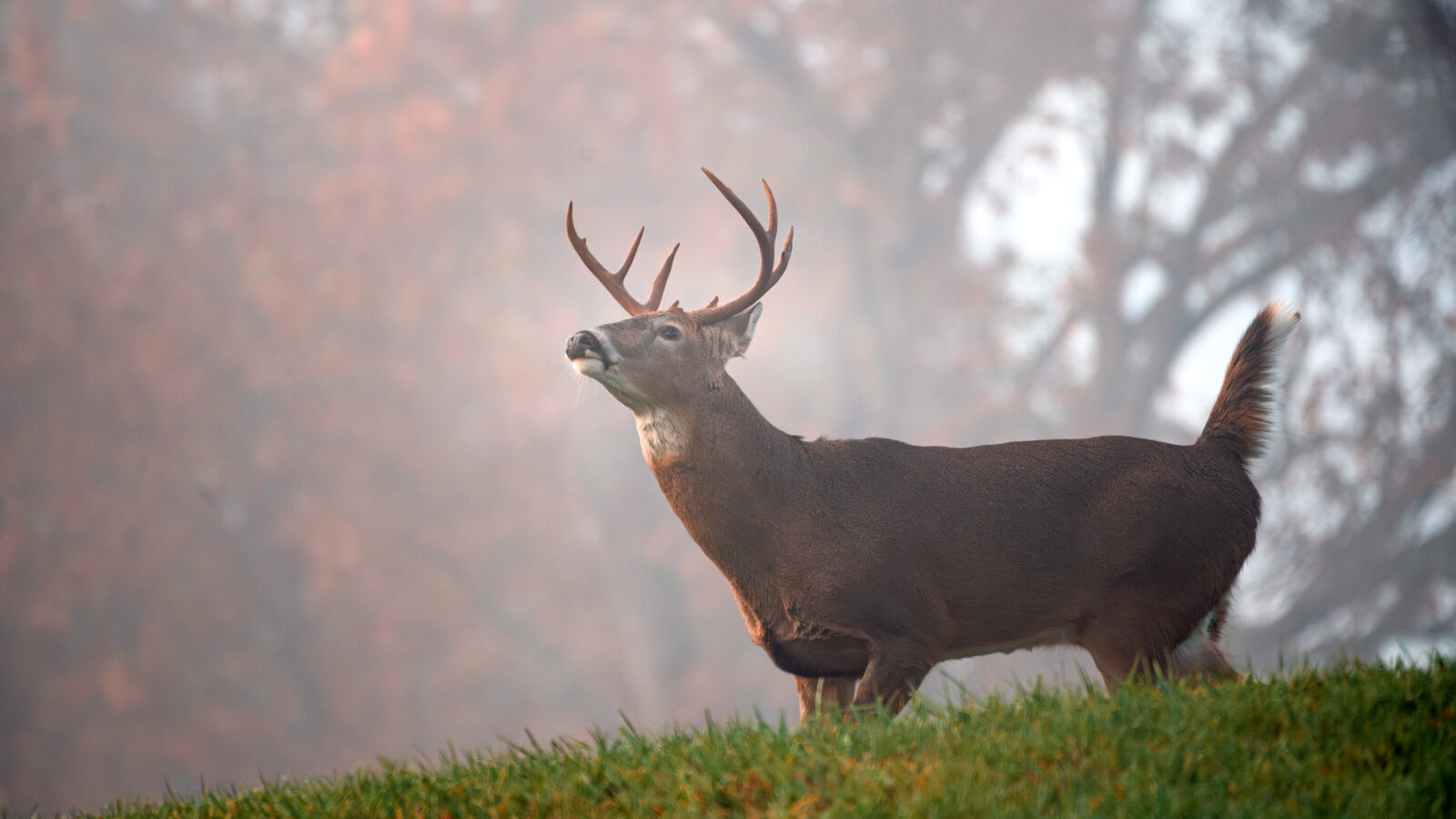 5 Common Questions About Buck Firearms Season Answered