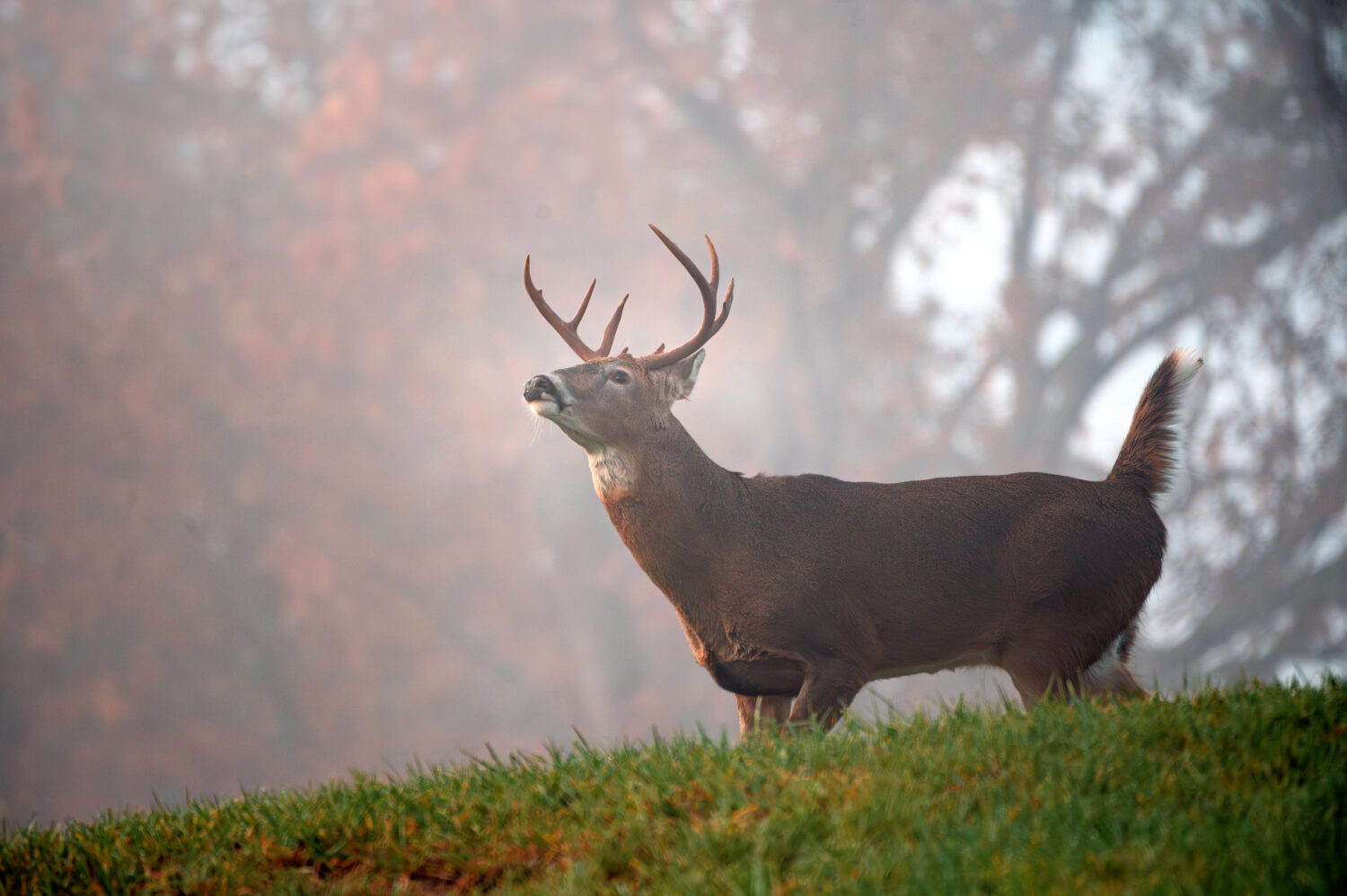 5 Common Questions About Buck Firearms Season Answered