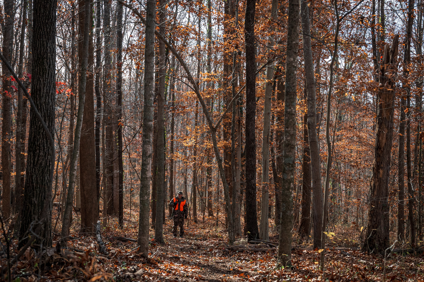 5 Common Questions About Buck Firearms Season Answered