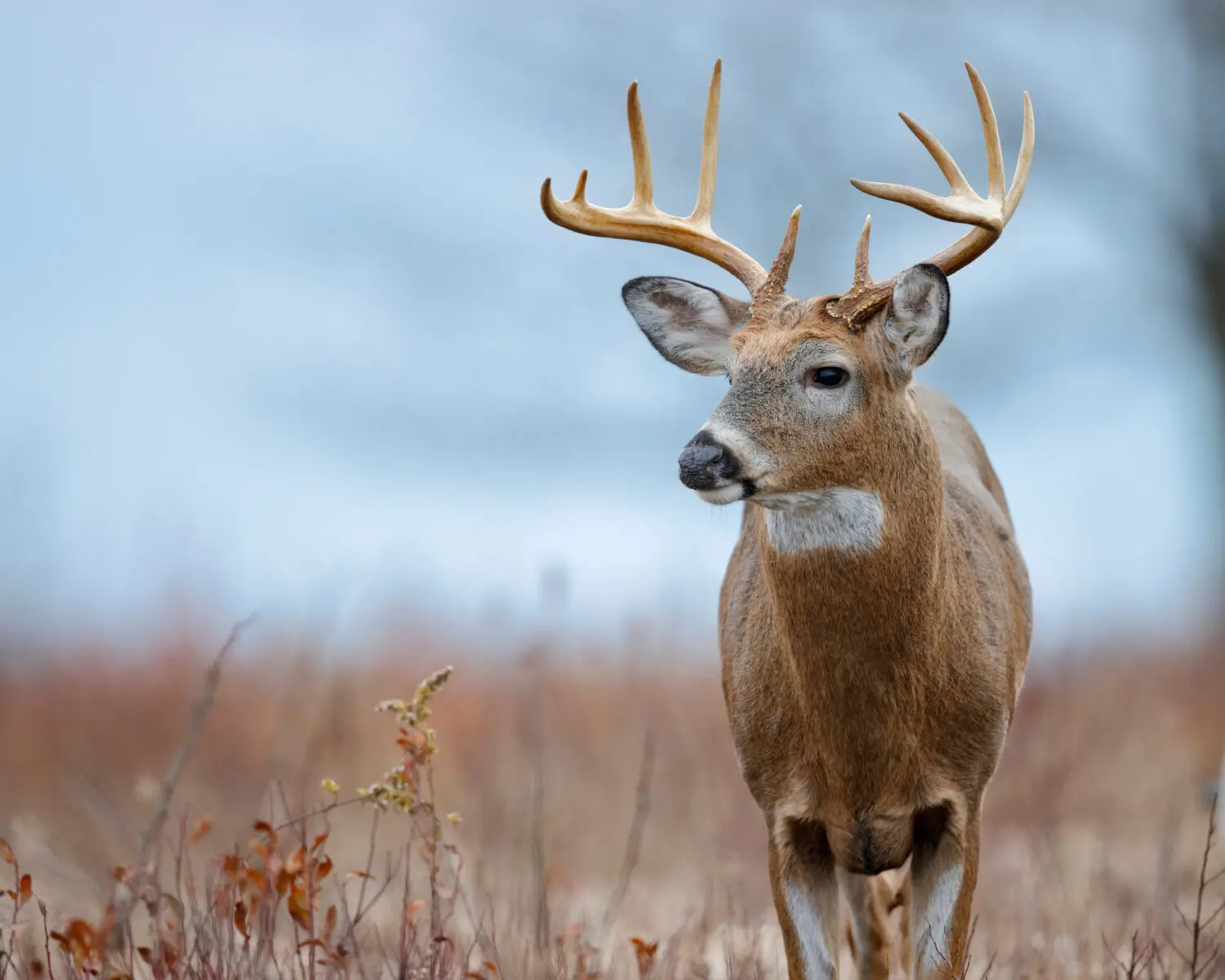 Deer Muzzleloader & Mountaineer Heritage Seasons Guide | West Virginia DNR