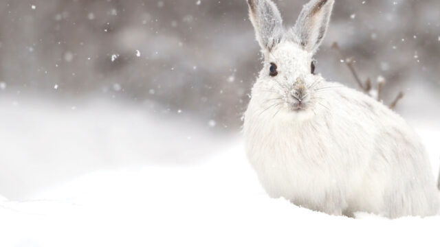 Field Report: Tracking Snowshoe Hares in West Virginia