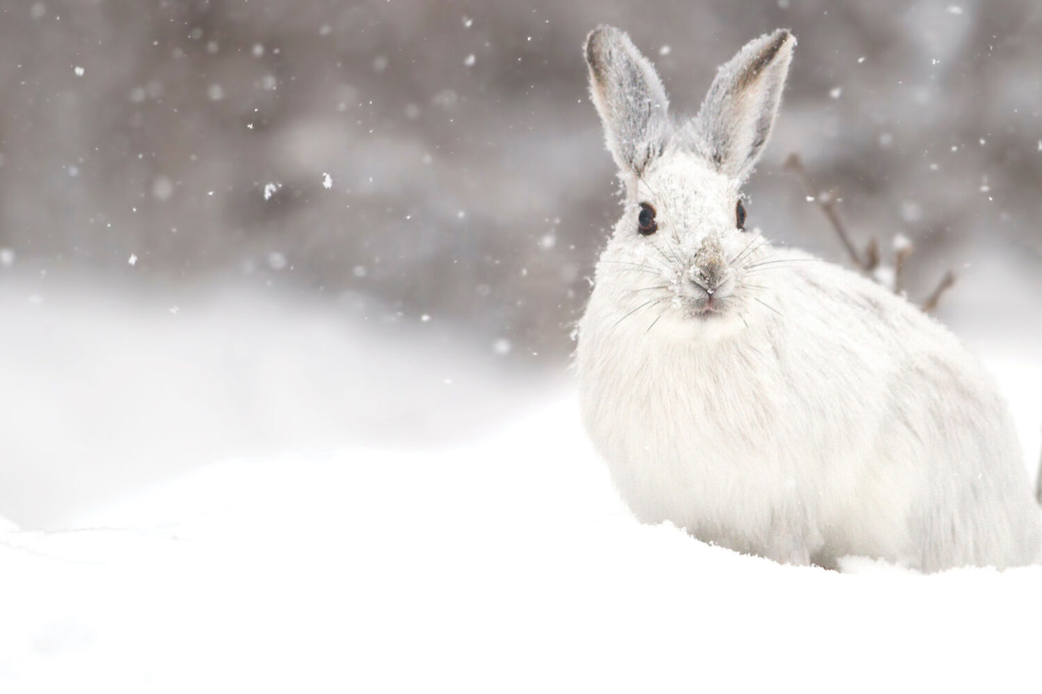 Field Report: Tracking Snowshoe Hares in West Virginia