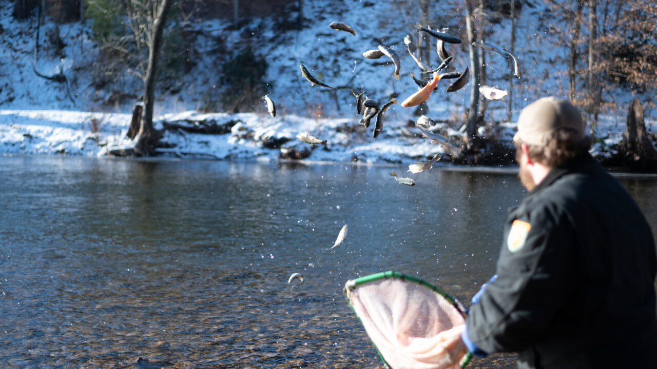 WVDNR announces return of trout stockings - WVDNR