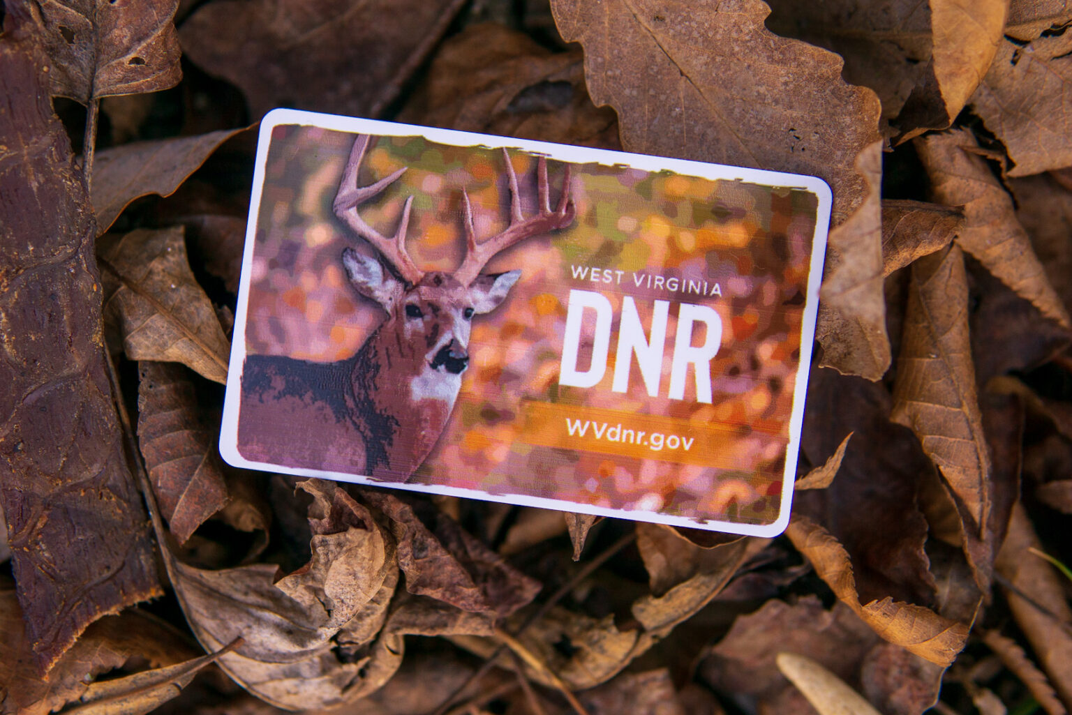 4 Ways You Can Support Wildlife Conservation in West Virginia