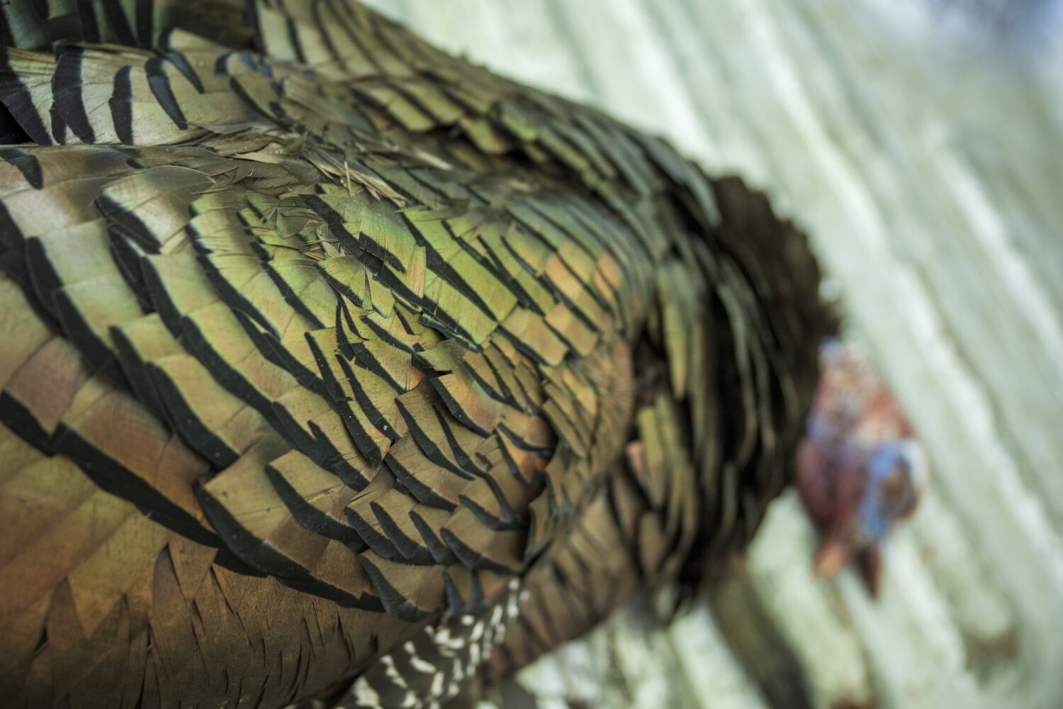 Your 2025 Guide to Spring Gobbler Season in West Virginia