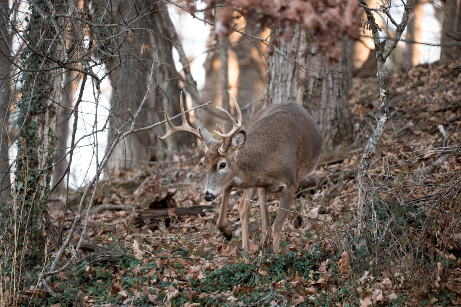 WVDNR announces deer harvests increased 2% in 2024–2025 seasons - WVDNR