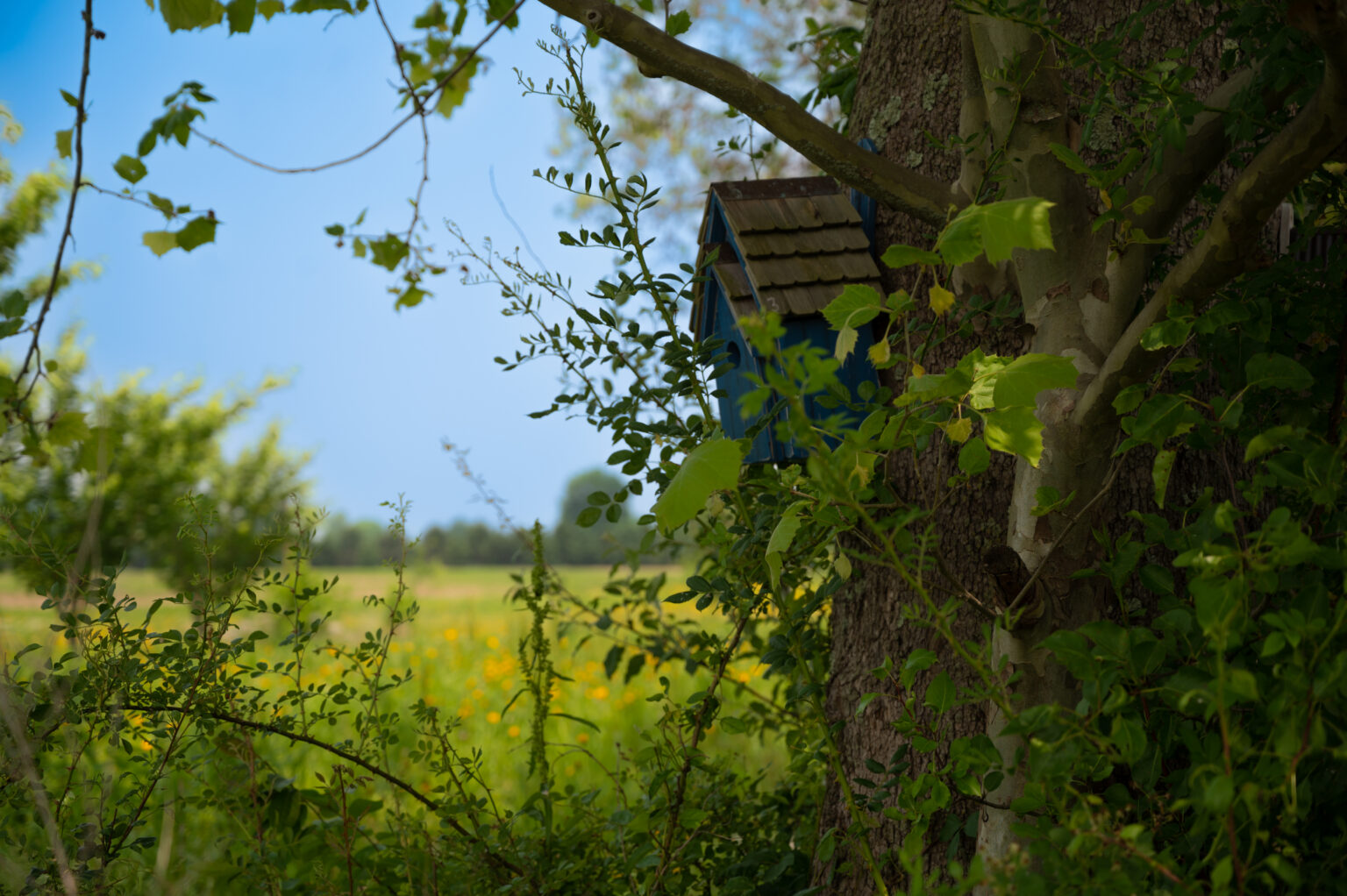 Backyard pollinator garden tips to help you support native wildlife - WVDNR