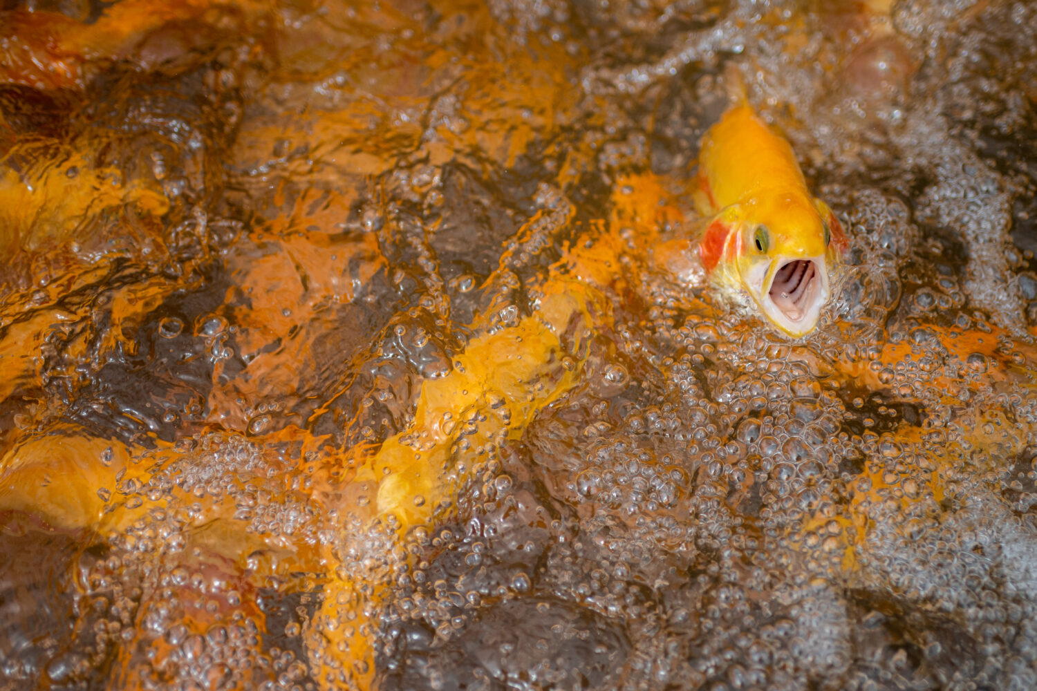 West Virginia Gold Rush 2025 Guide - WVDNR