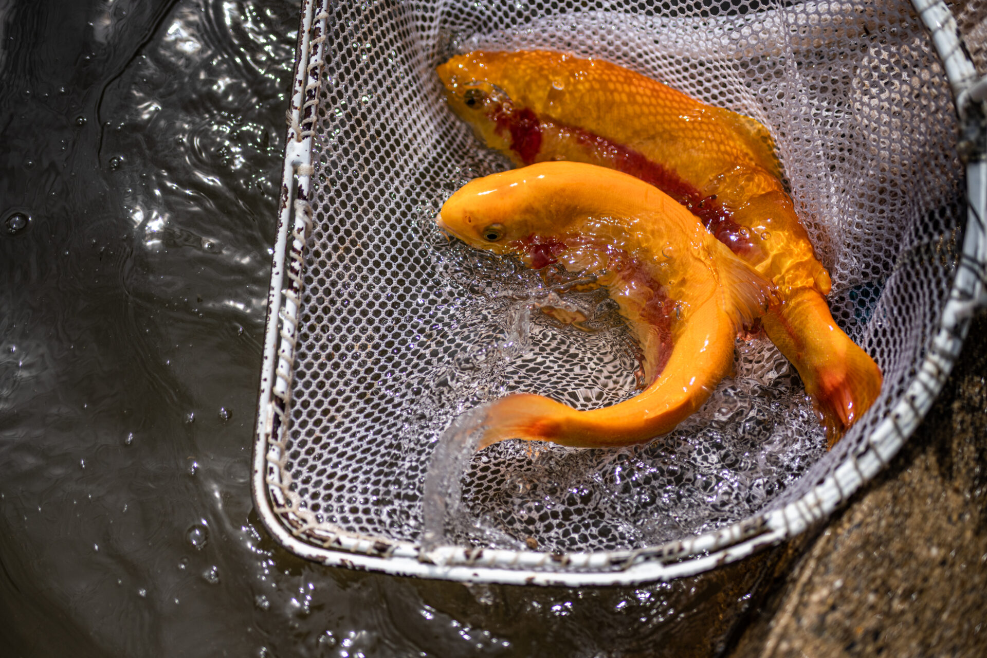 West Virginia Gold Rush 2025 Guide - WVDNR