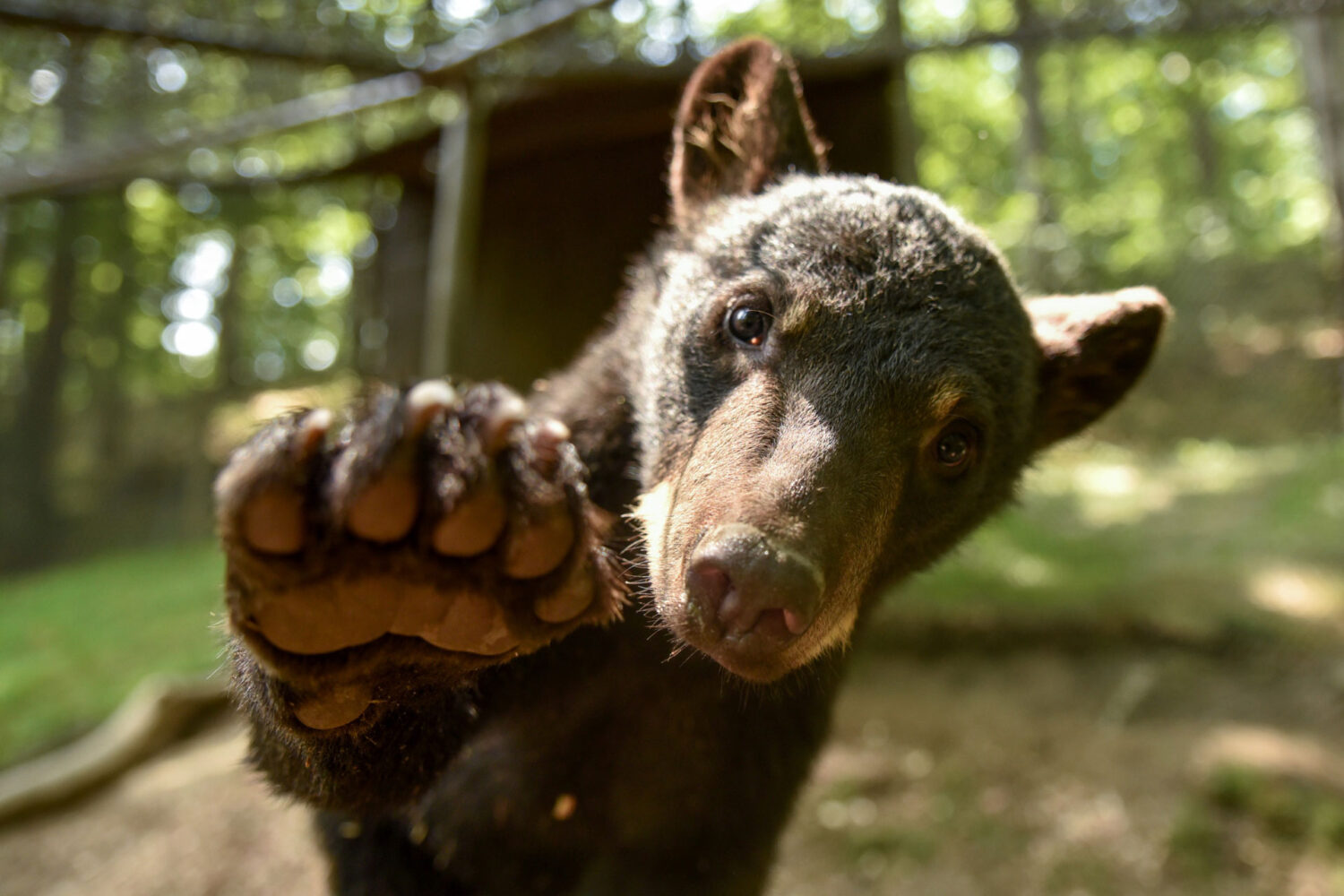 Plan the Perfect Family Trip to the West Virginia Wildlife Center - WVDNR