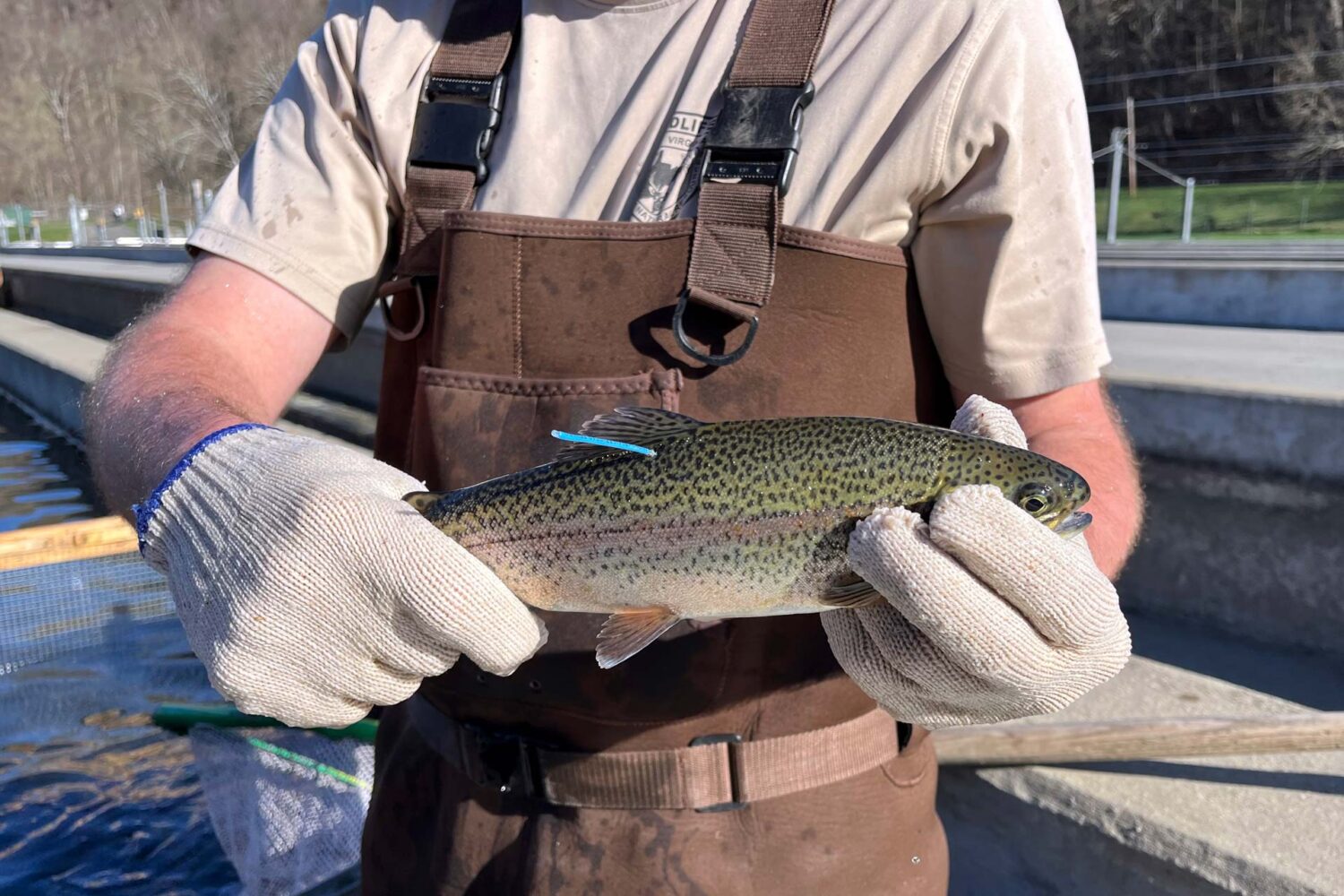 WVDNR to Conduct Trout Tagging Study in Spring and Fall