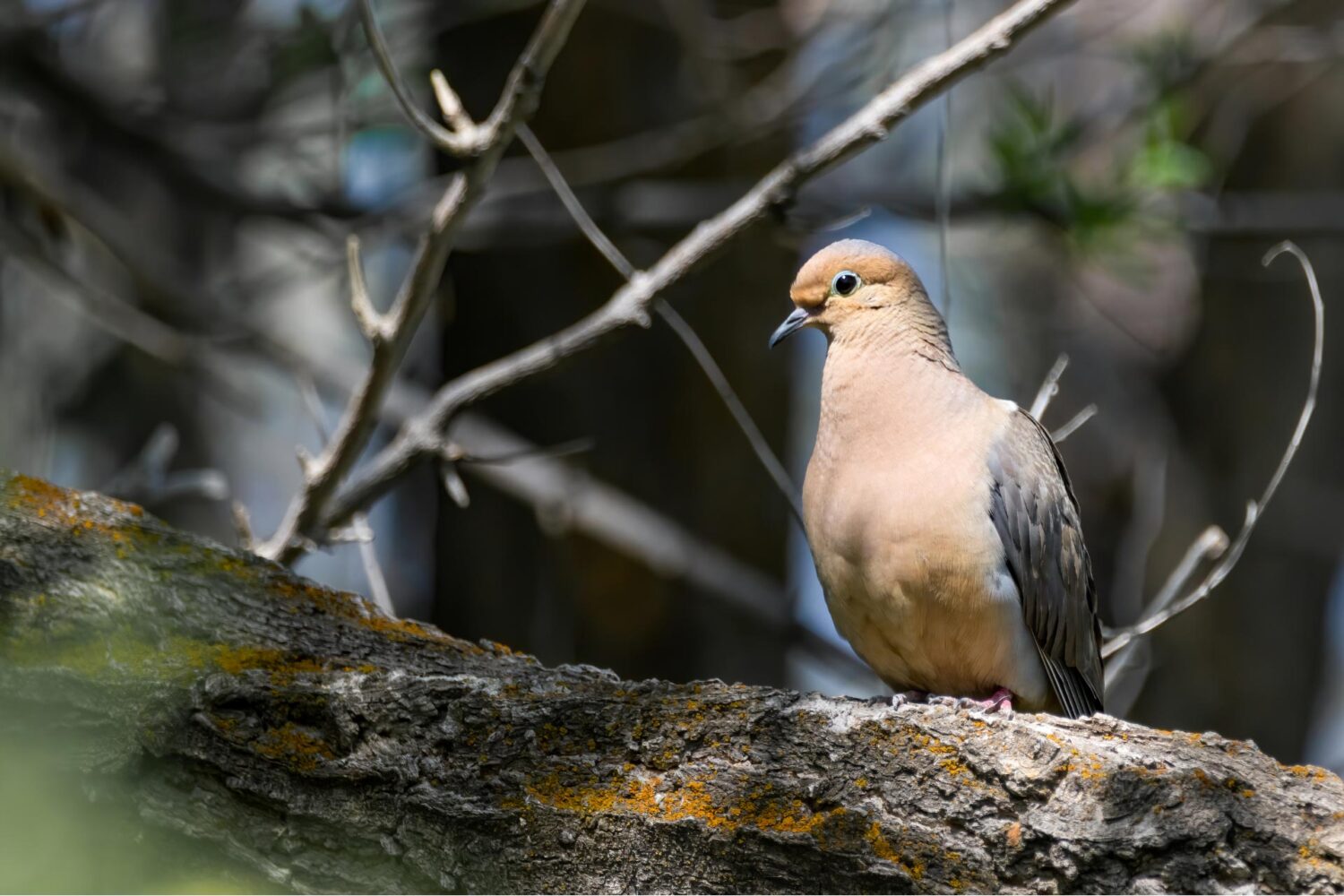 South Branch WMA Mourning Dove Controlled Hunt Applications Available