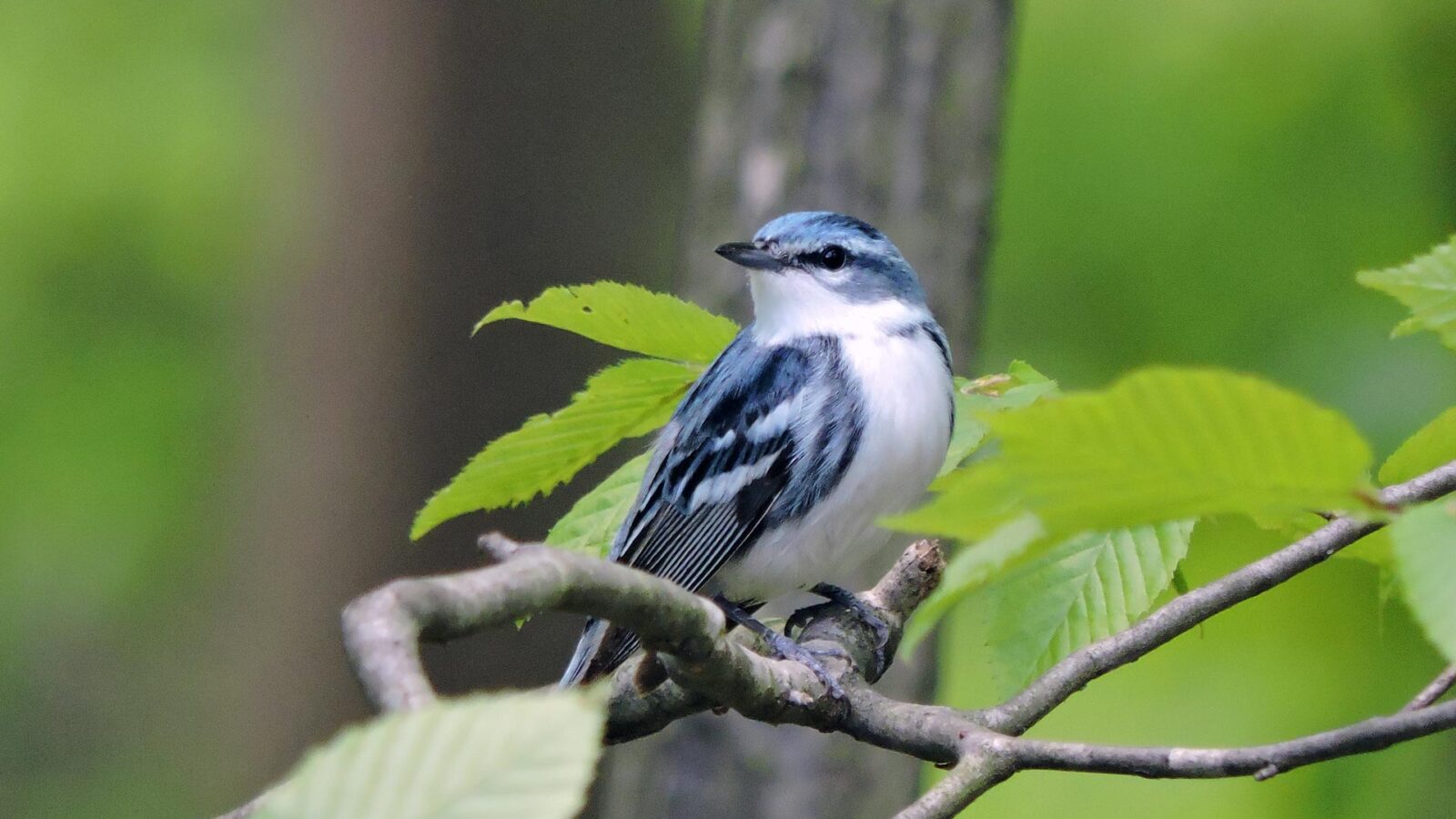 WVDNR Seeks Input on State Wildlife Action Plan - WVDNR