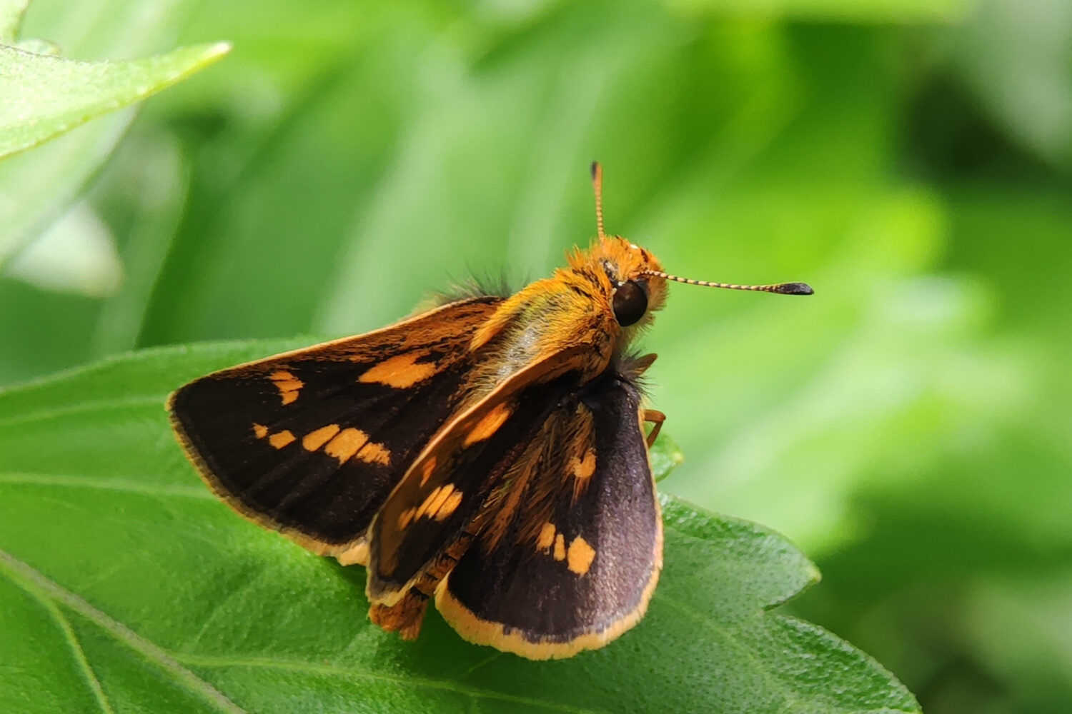 Protecting West Virginia’s Rarest Butterflies