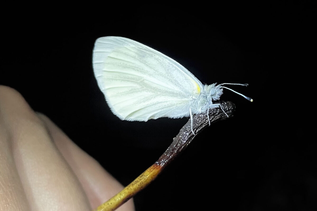 Protecting West Virginia’s Rarest Butterflies