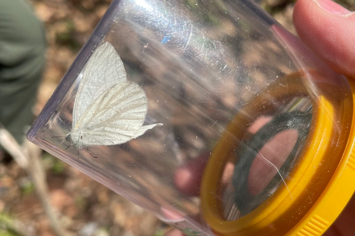 Protecting West Virginia’s Rarest Butterflies