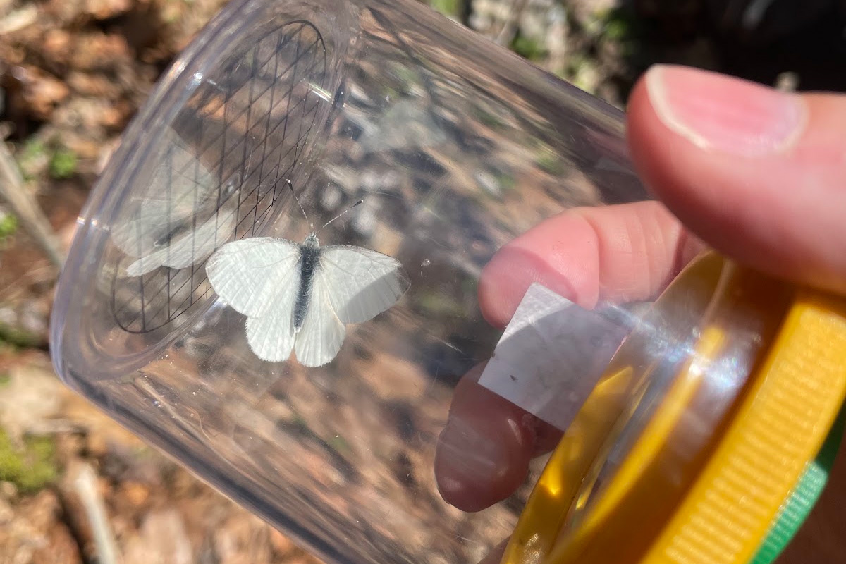 Protecting West Virginia’s Rarest Butterflies