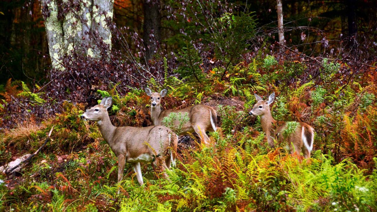 WVDNR Monitoring Seasonal Hemorrhagic Disease in Deer Populations - WVDNR