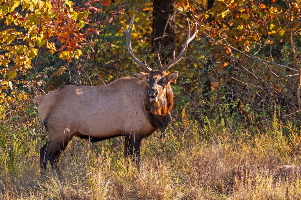 WVDNR Announces Return of Elk Management Tours for 2026 Season - WVDNR