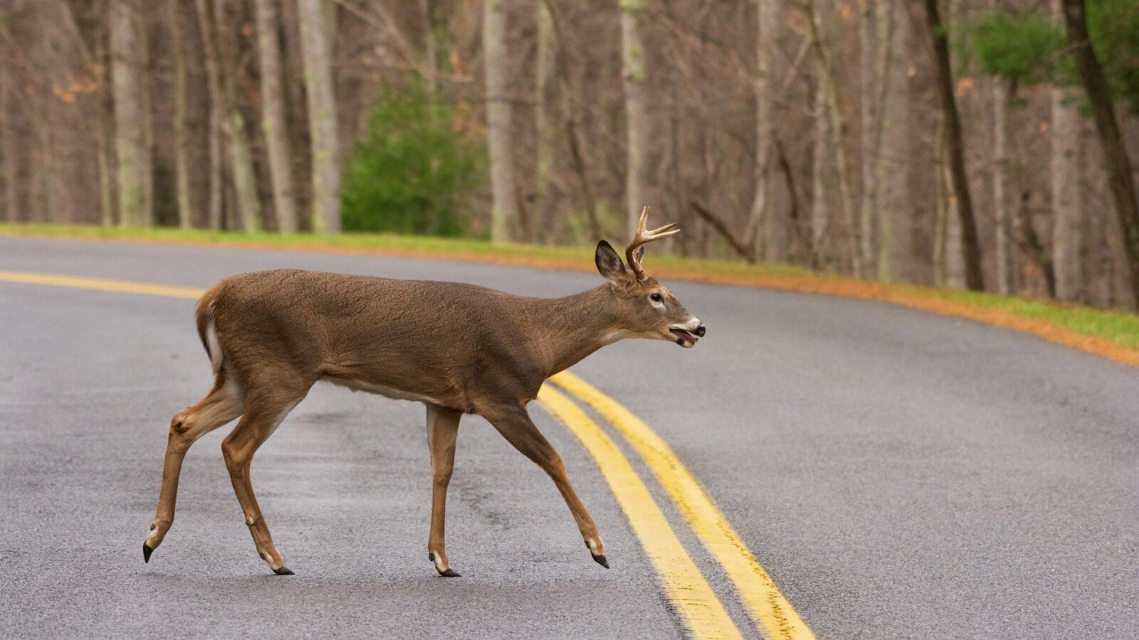 WVDNR to Conduct Nighttime Deer Surveys Across State - WVDNR