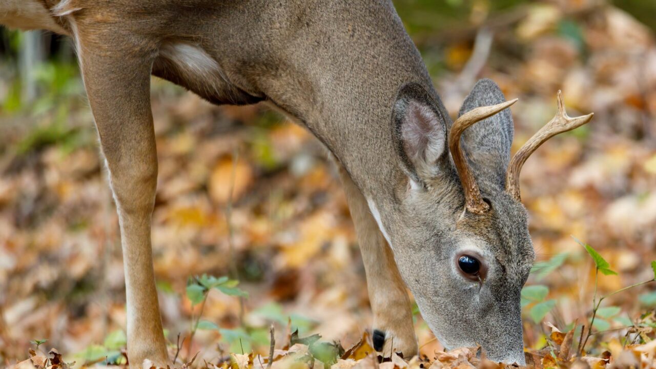 WVDNR releases 2025 Hunting Outlook and Mast Survey - WVDNR