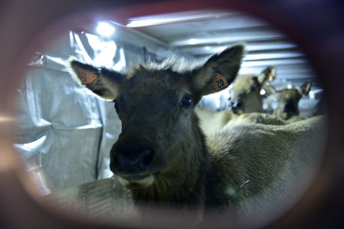 Elk in West Virginia