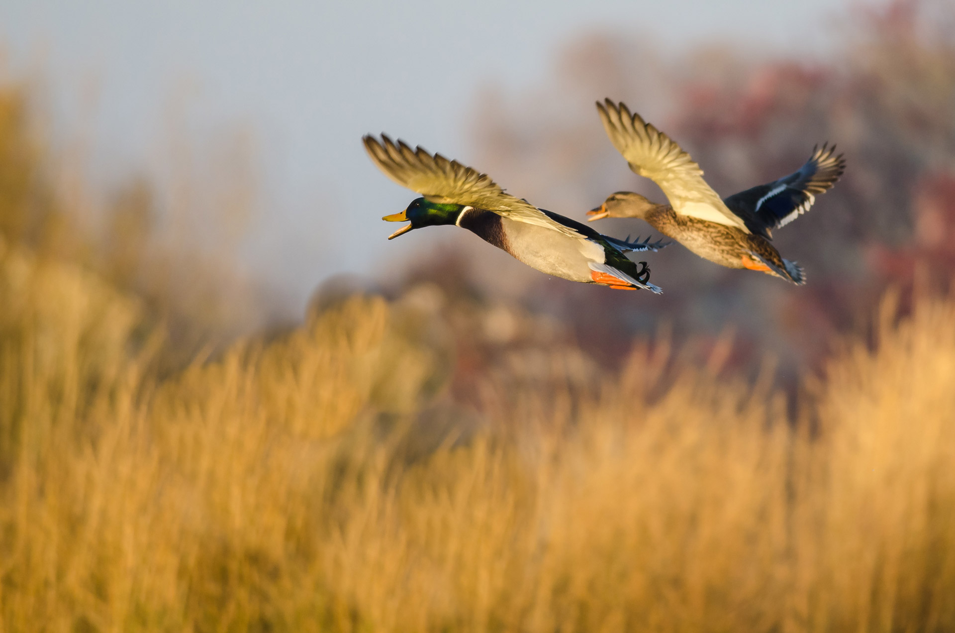 WVDNR Announces Duck Hunting Season Dates - WVDNR