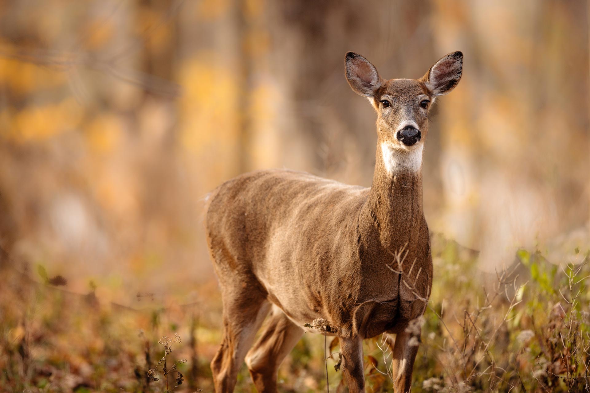 Gov. Morrissey Declares November Wild Game Meat Donation Month - WVDNR