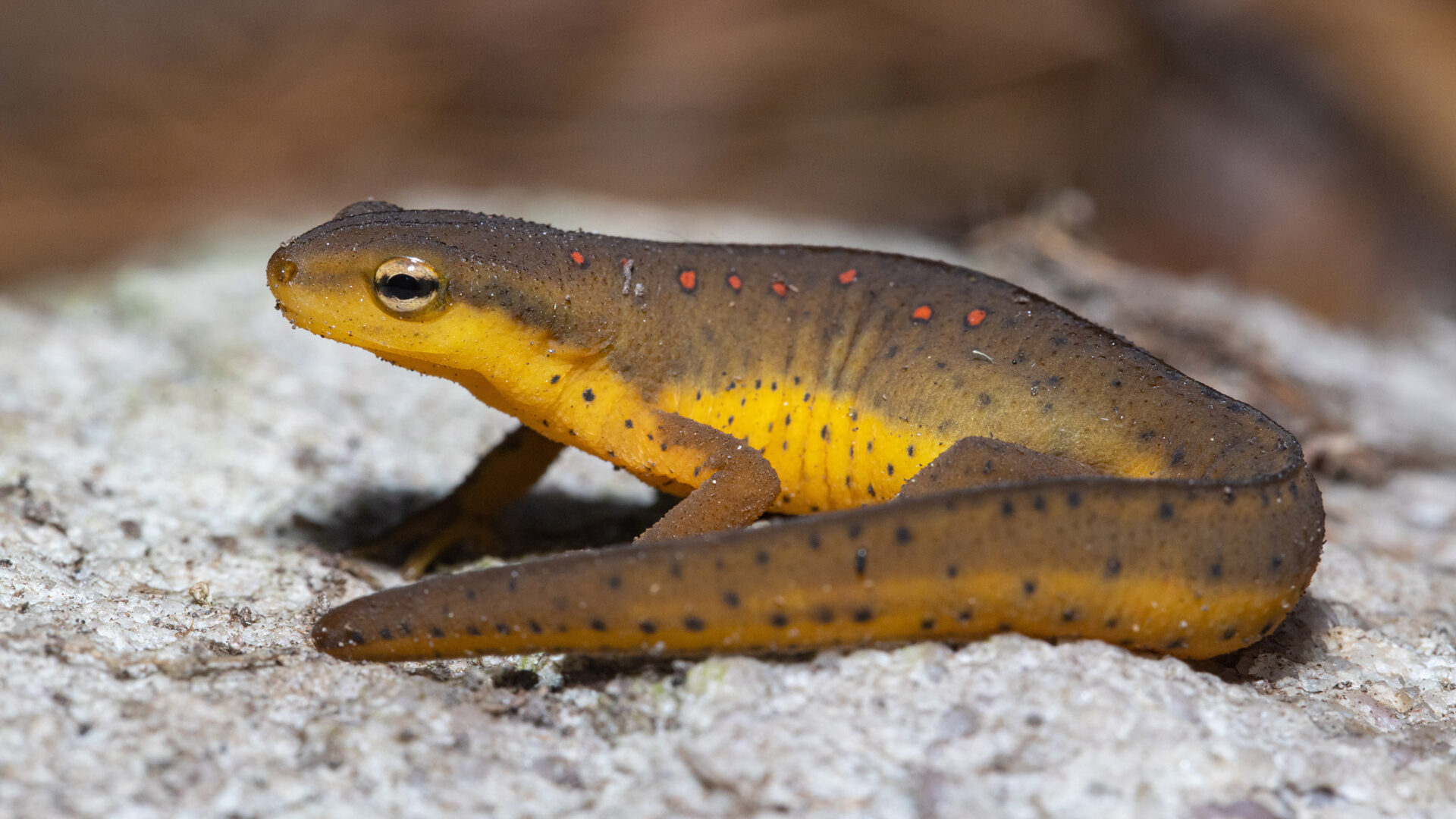 Eastern Newt Survey - WVDNR