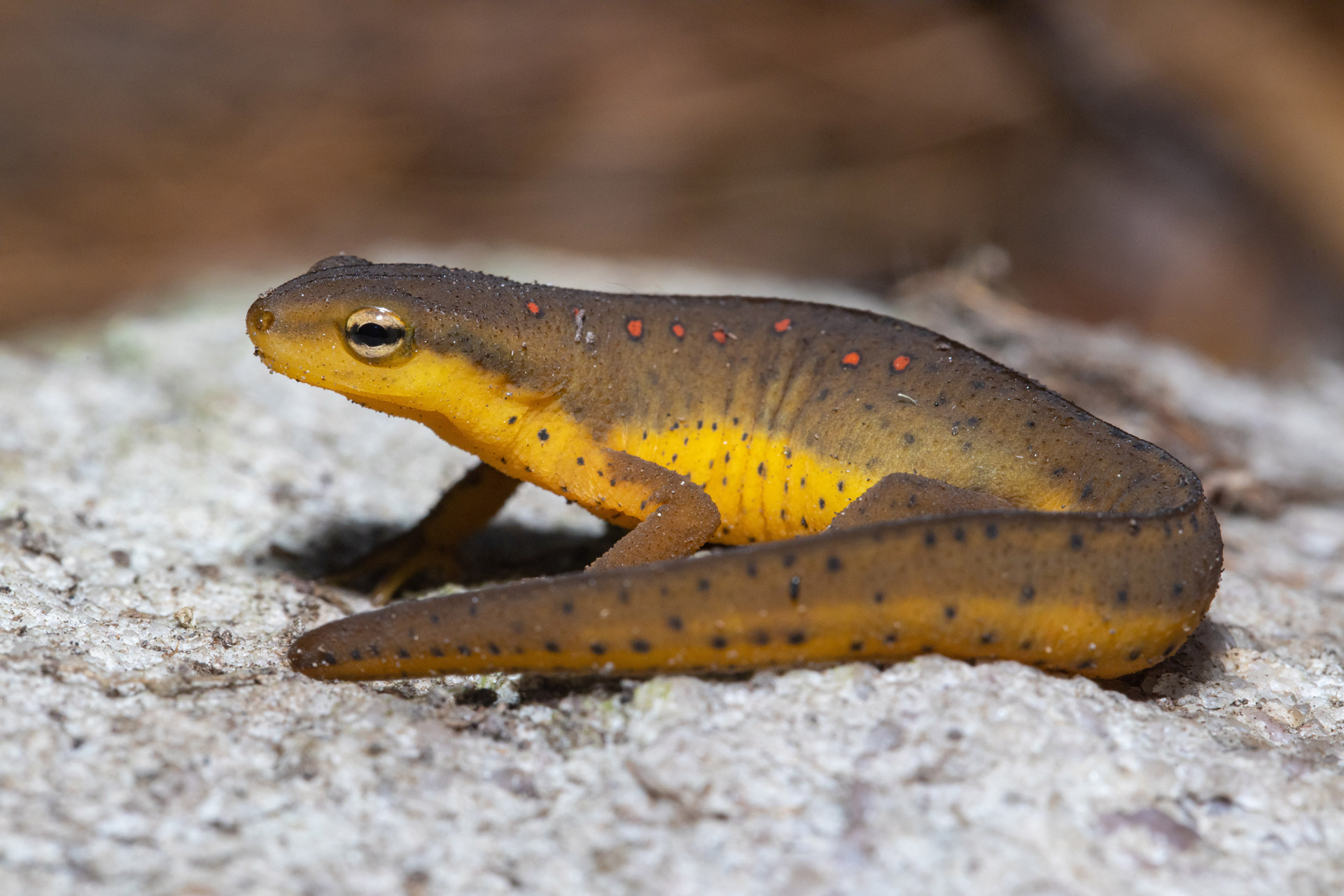 Eastern Newt Survey - WVDNR