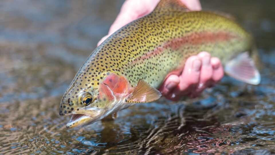 Trout stockings return to West Virginia waters - WVDNR